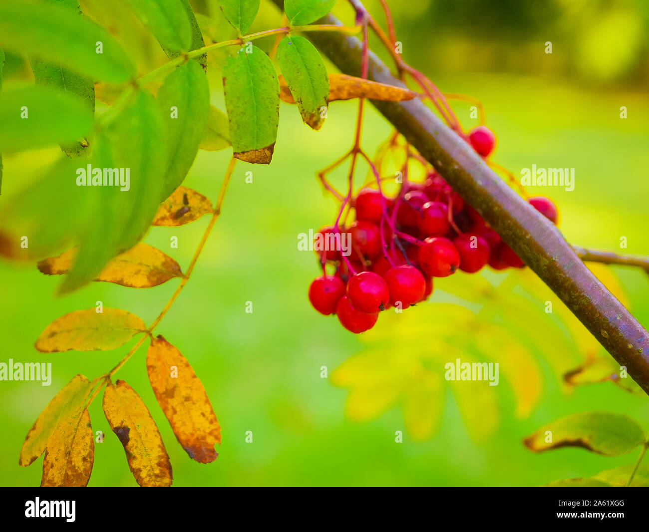 Ash close hi-res stock photography and images - Alamy