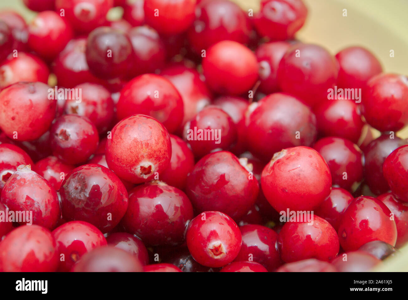 Ripe Red cranberries collected in the forest lies in the container ...