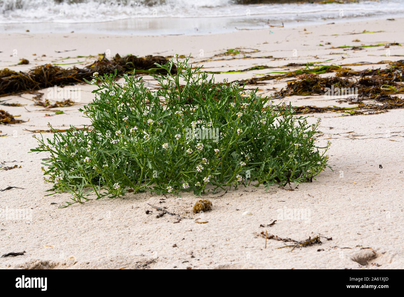 Common sea rocket (Cakile maritima) growing on a beach Stock Photo - Alamy