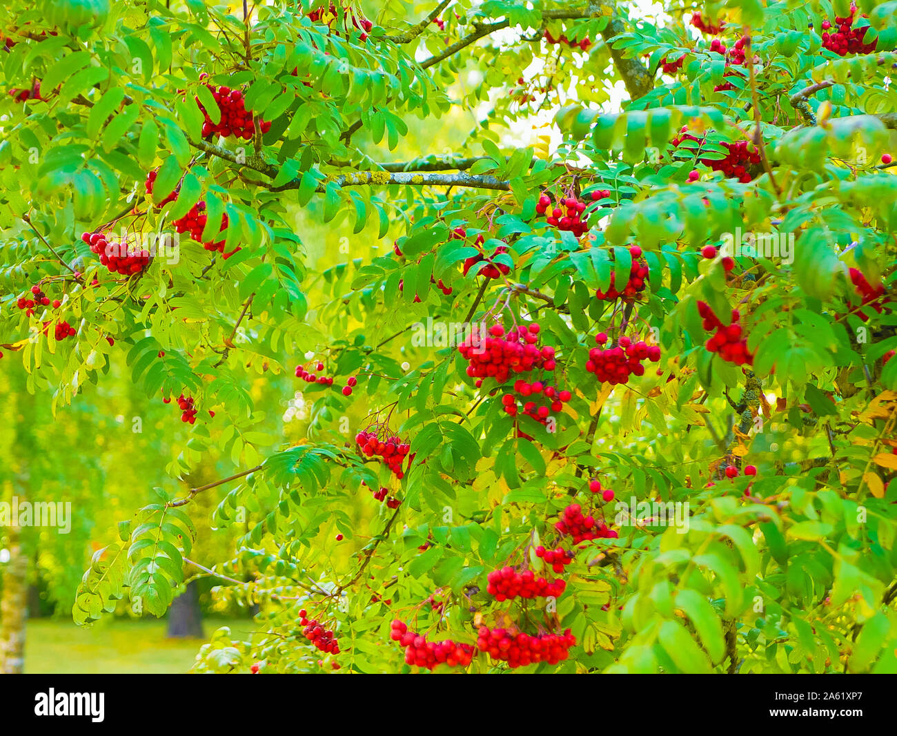 red mountain ash close-up. Branches with vibrant red and orange ripe ...