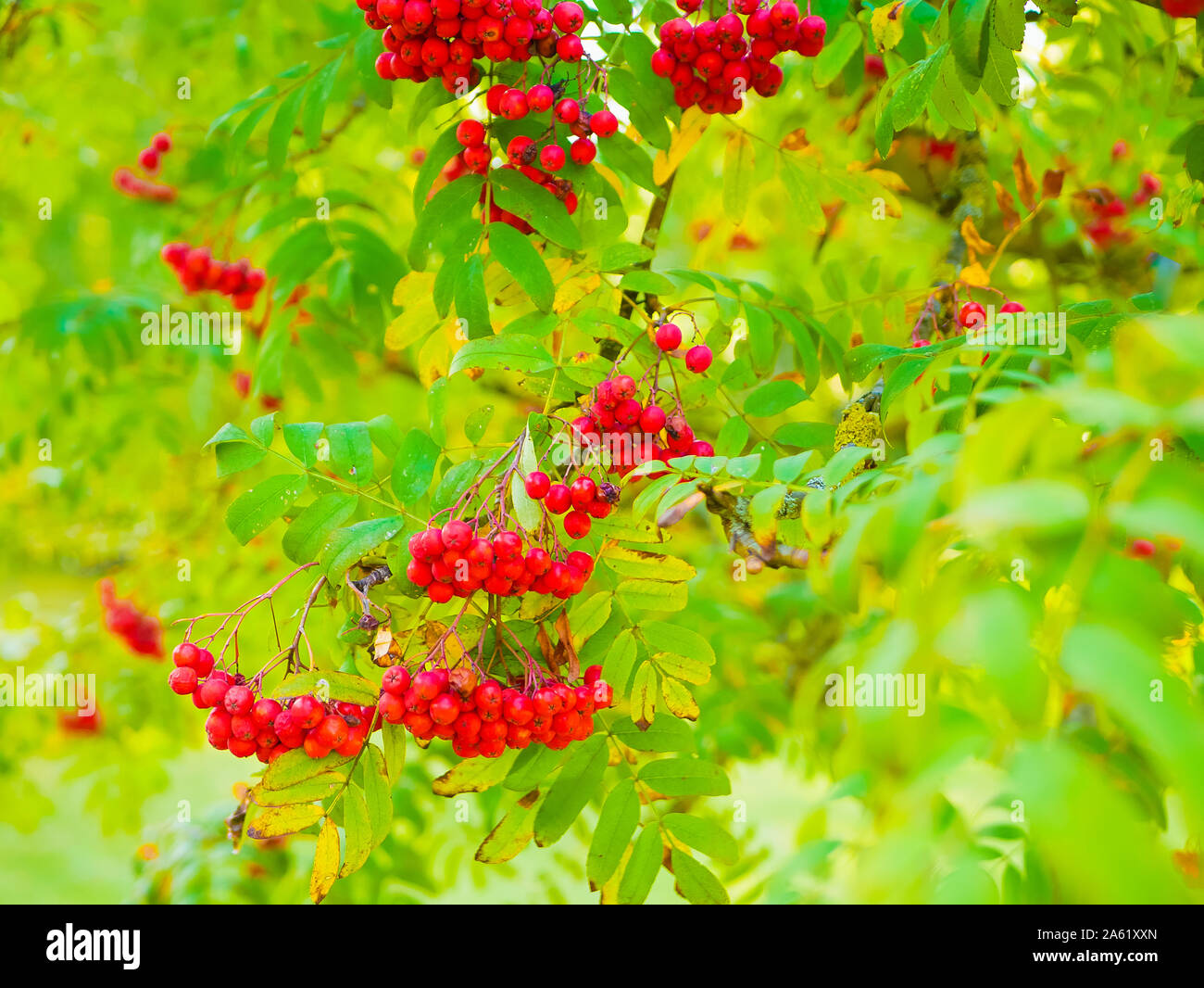 Variegated leaf ash hi-res stock photography and images - Alamy