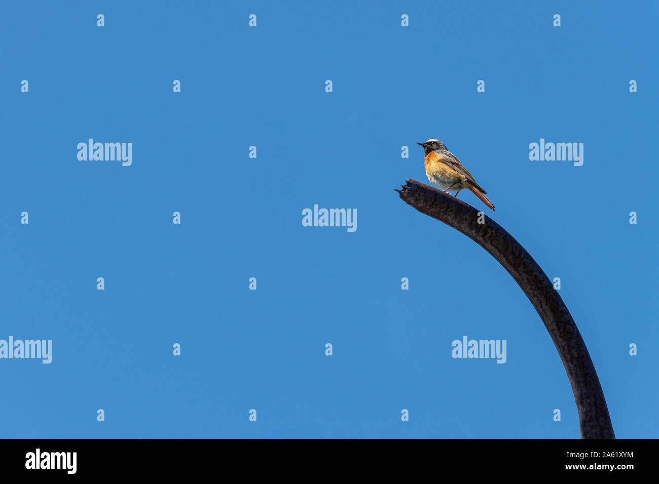 Sparrow bird sitting on a metal pipe. Against the blue sky. Copy space ...