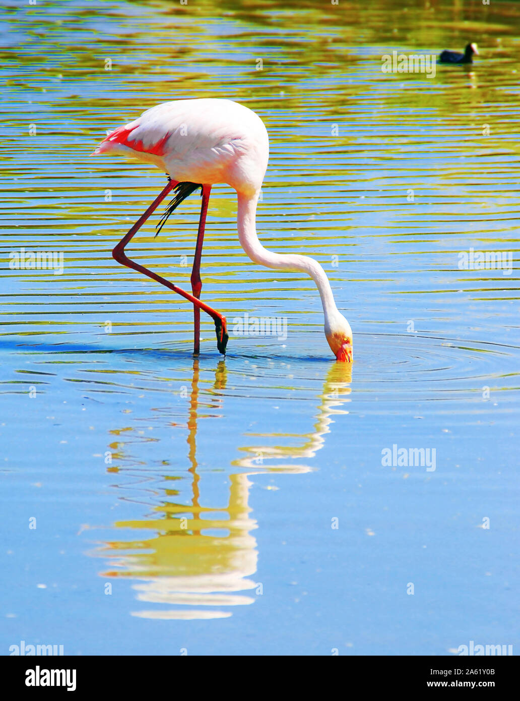 Flamingo and its reflection in the water of a pond of Camargue Stock ...