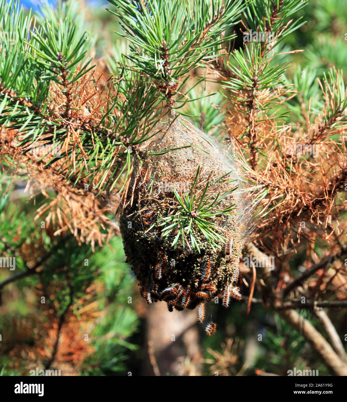 Caterpillar cocoon tree hi-res stock photography and images - Alamy