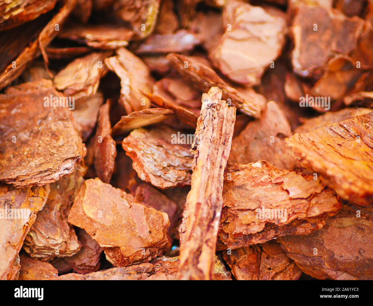 Orange tree bark hi-res stock photography and images - Alamy