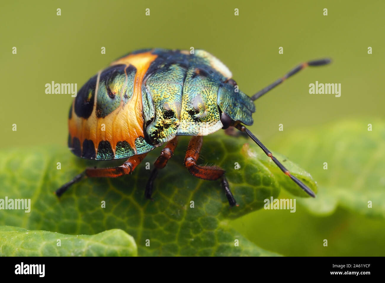Bronze shieldbug nymph on oak leaf hi-res stock photography and images ...