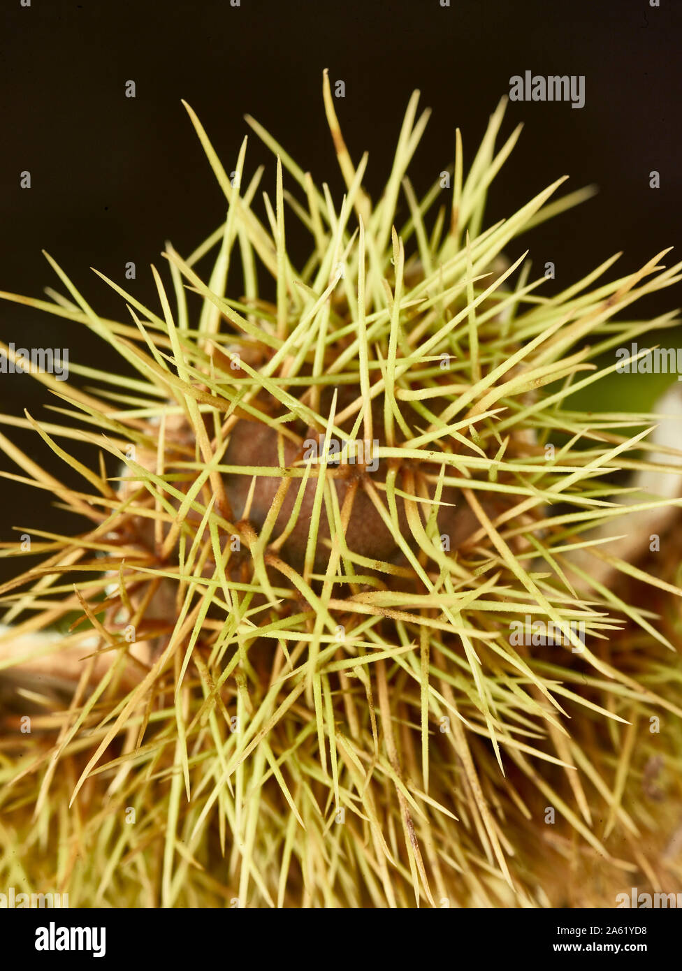 Nature close-up portrait of sweet chestnut showing form and structure ...