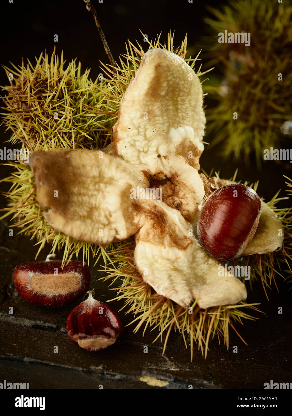 Nature close-up portrait of sweet chestnut showing form and structure ...