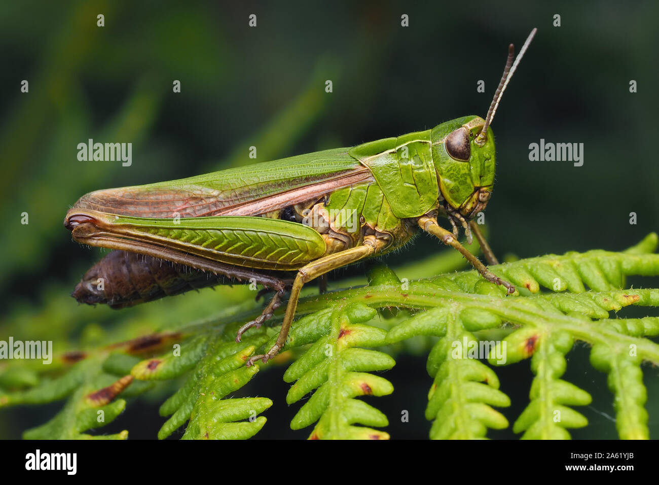 Green Grasshopper Scientific Name