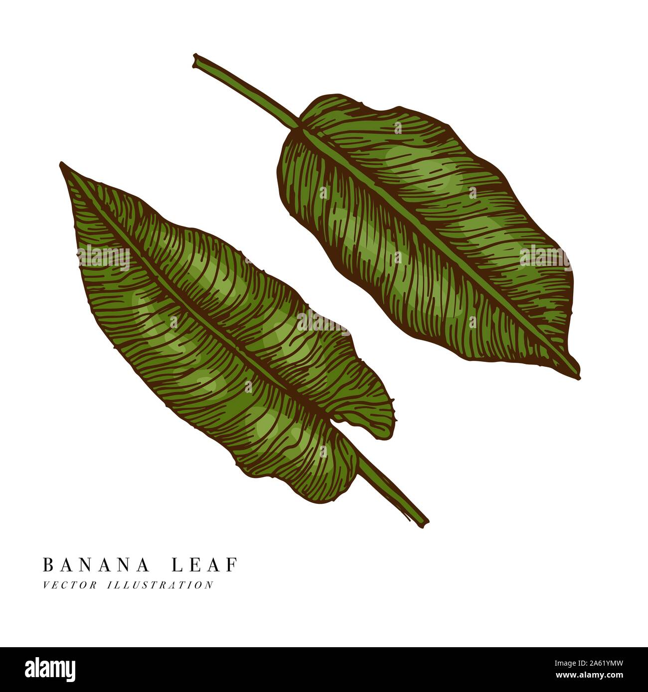 Tropical leaves - banana. Hand drawn background. Vector illustration ...