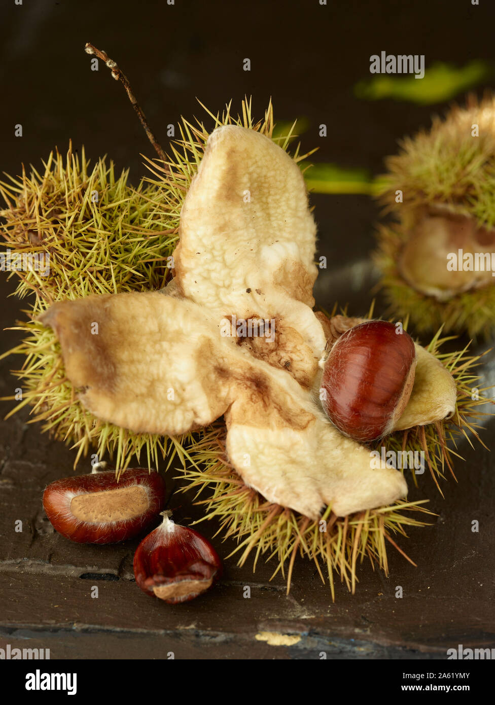 Nature close-up portrait of sweet chestnut showing form and structure ...