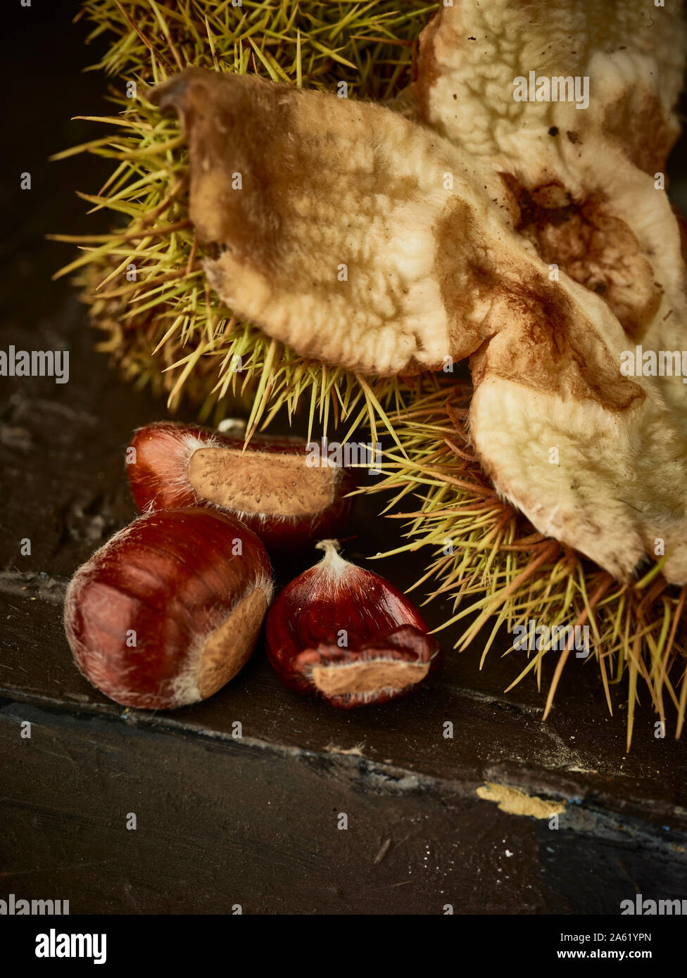 Nature close-up portrait of sweet chestnut showing form and structure ...