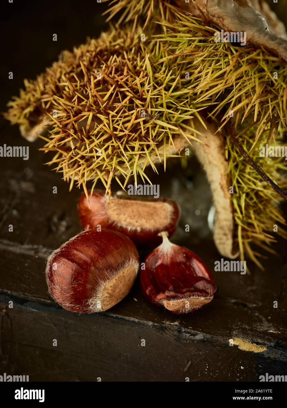 Nature close-up portrait of sweet chestnut showing form and structure ...