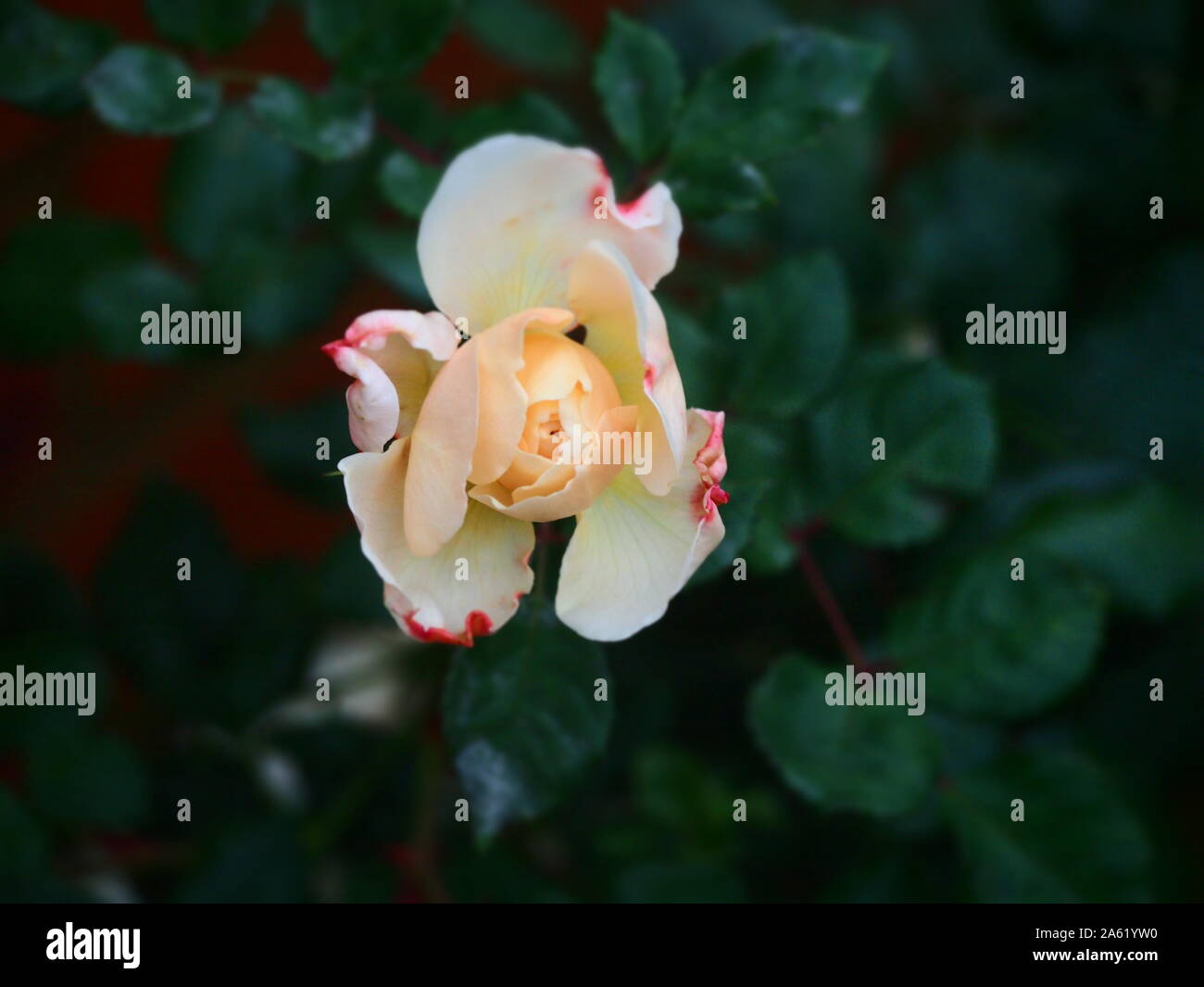 Single rose flower, cream petals with pink edges, partly open. Dark ...