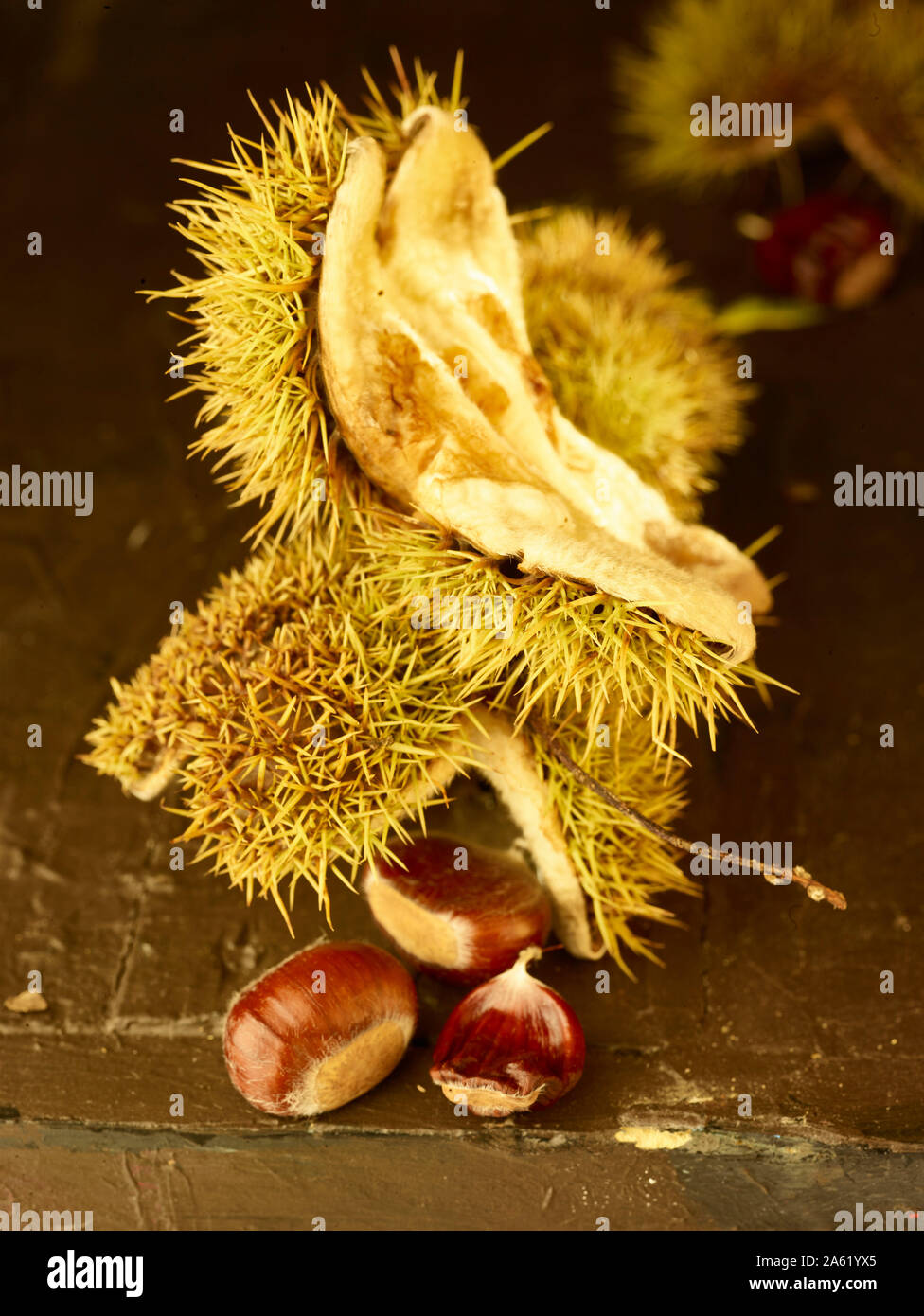 Nature close-up portrait of sweet chestnut showing form and structure ...