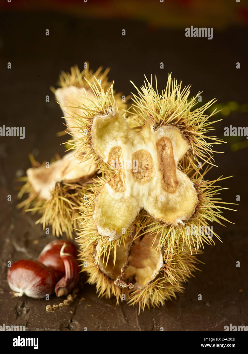 Nature close-up portrait of sweet chestnut showing form and structure ...