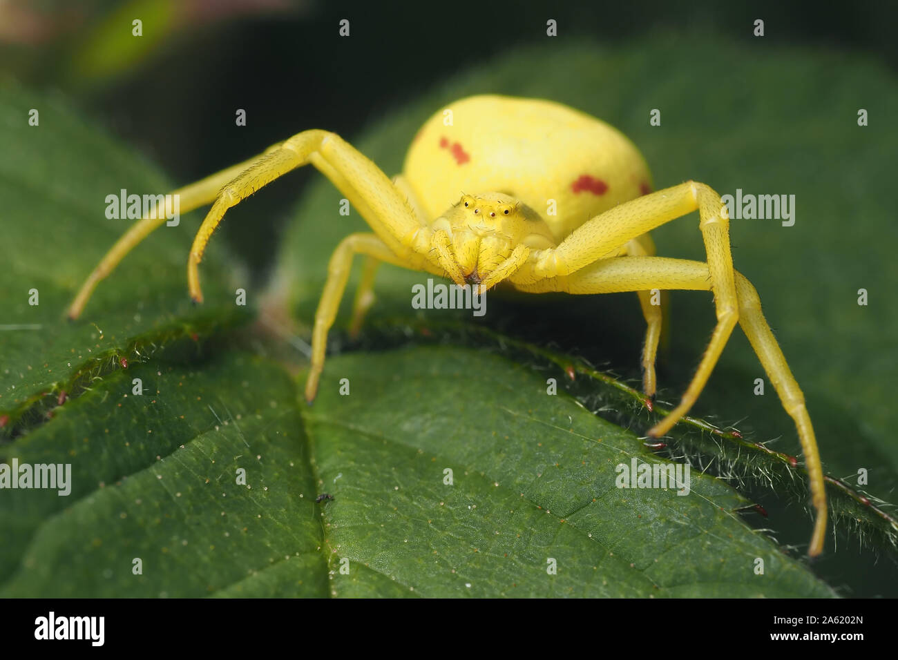Female spiders hi-res stock photography and images - Alamy
