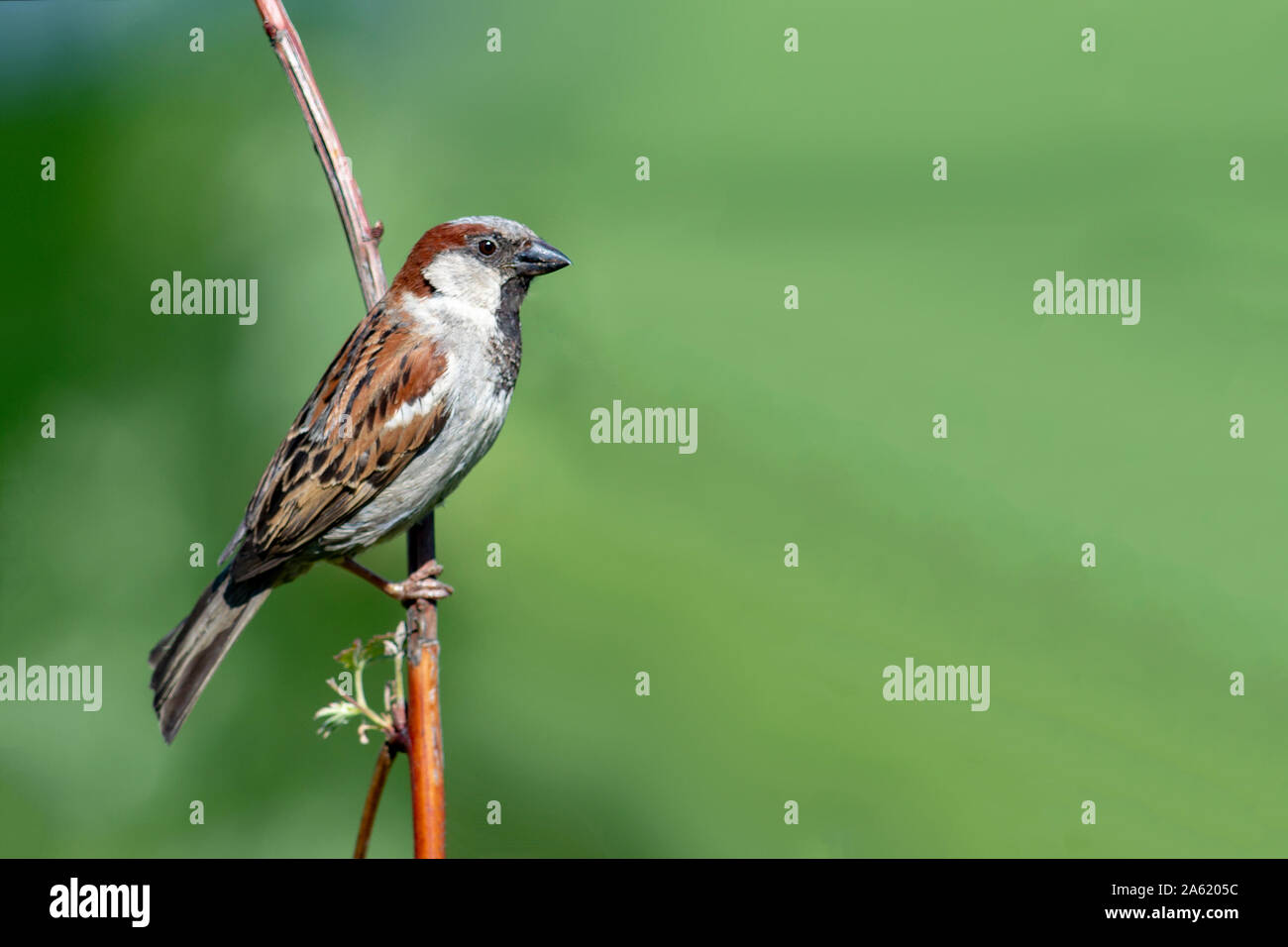 Sparrow front view bird hi-res stock photography and images - Alamy