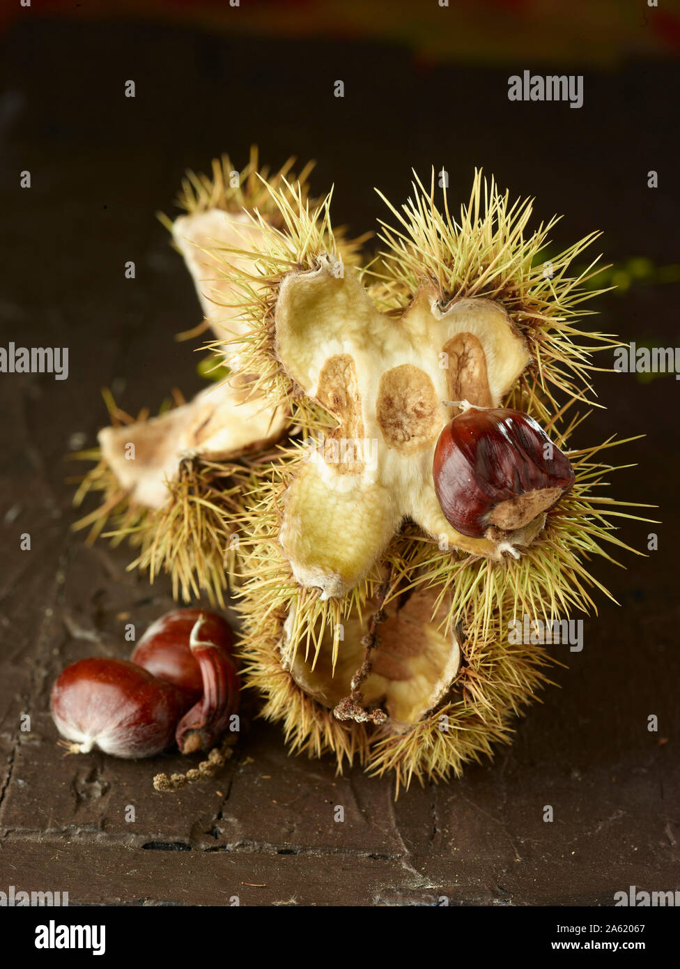 Nature close-up portrait of sweet chestnut showing form and structure ...