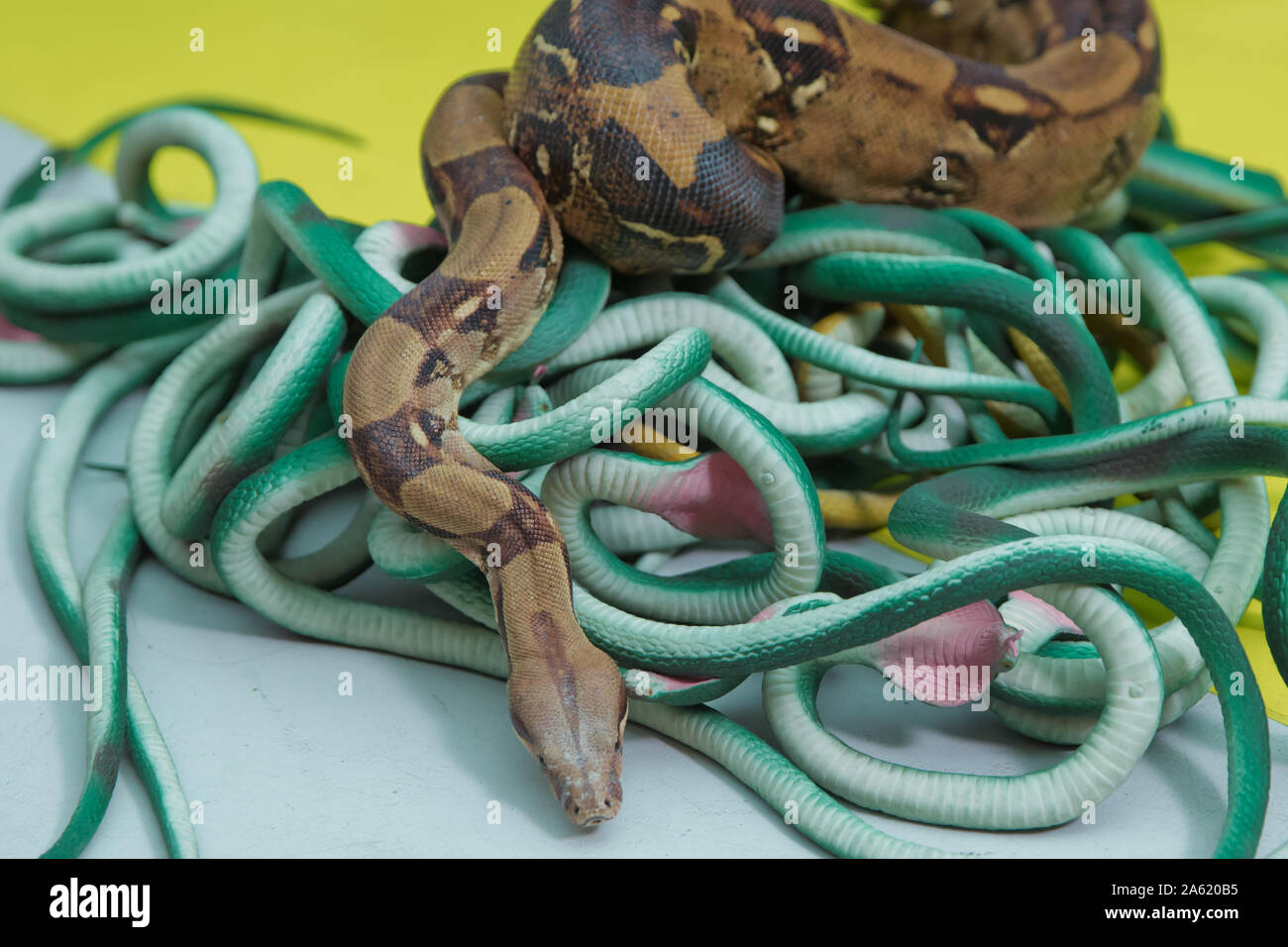 Green feather snakes. A snake with a gray spit . artificial and real ...