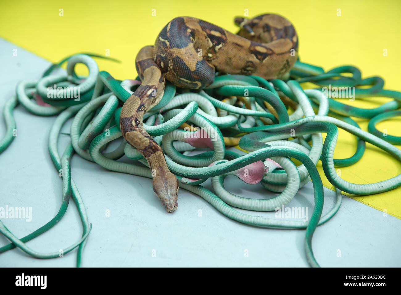Green feather snakes. A snake with a gray spit . artificial and real ...