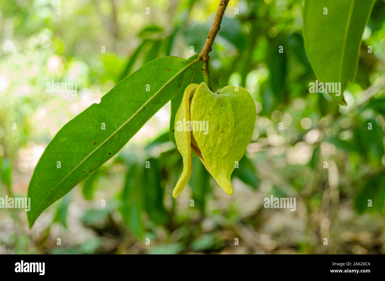 Green Leaf Of Soursop Tree Stock Photo - Alamy