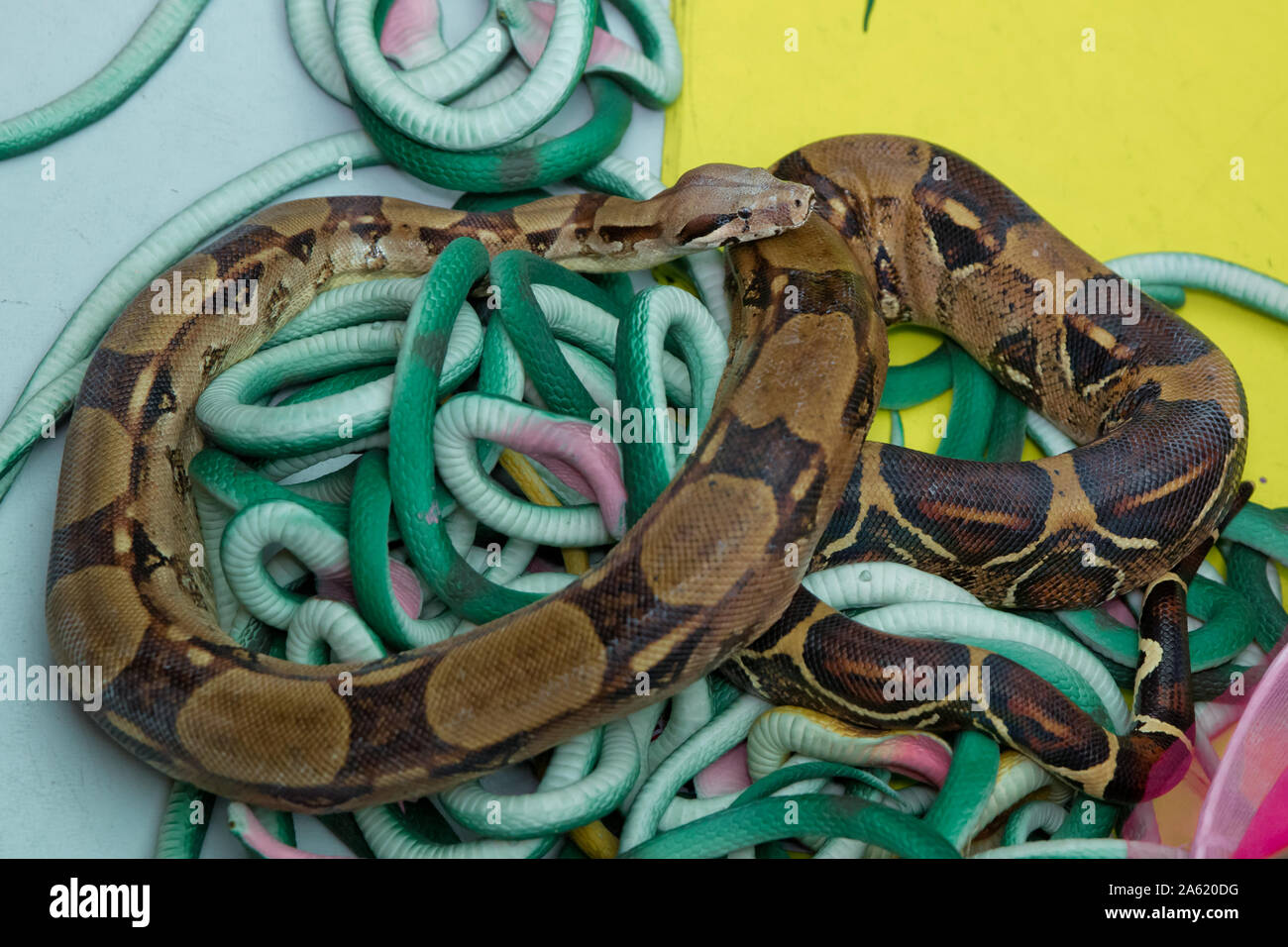 Green feather snakes. A snake with a gray spit . artificial and real ...
