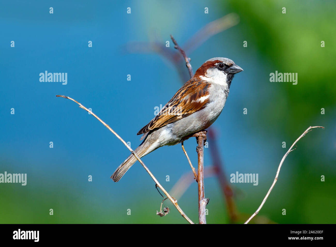 Tree sparrow close up hi-res stock photography and images - Alamy