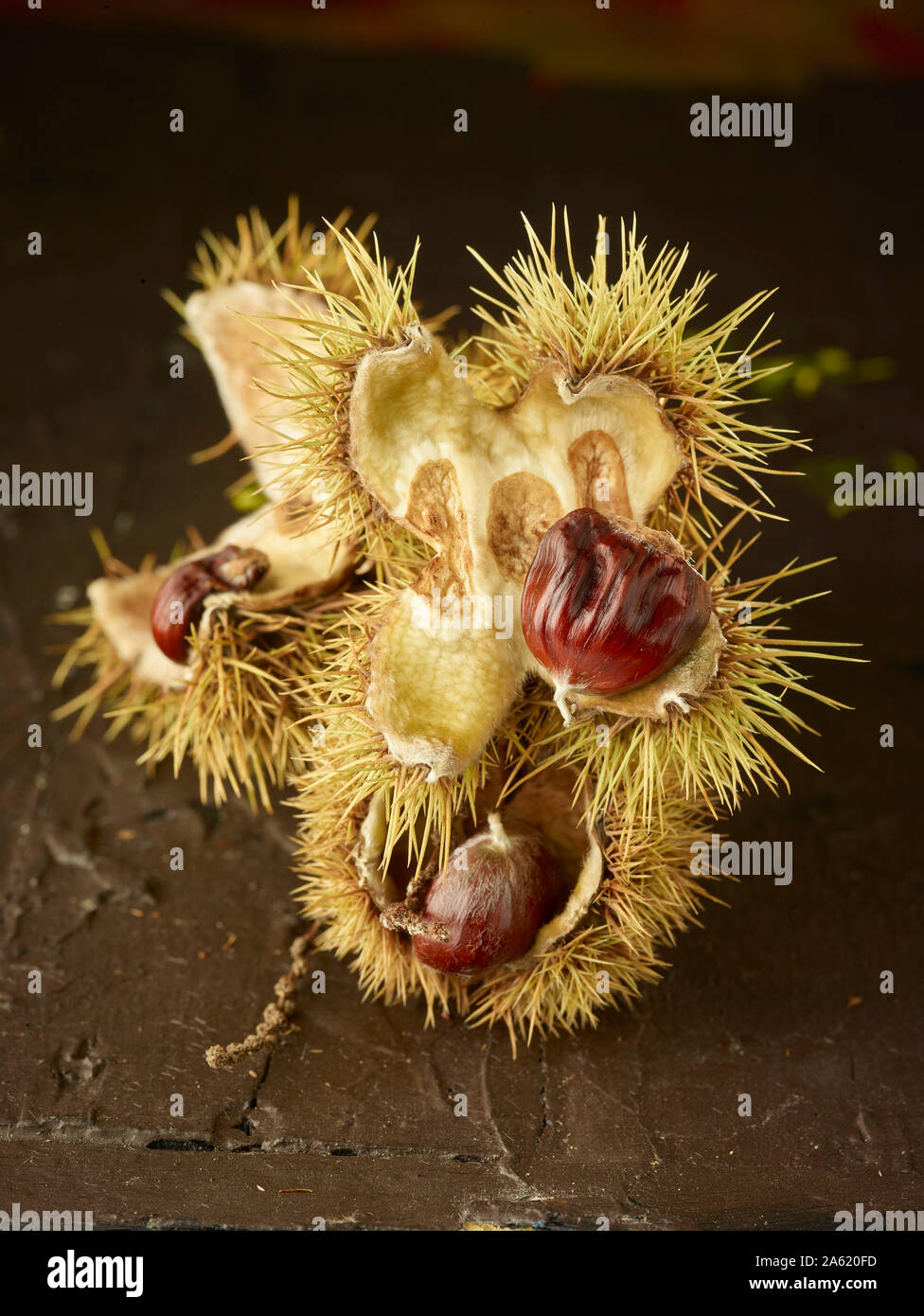 Nature close-up portrait of sweet chestnut showing form and structure ...