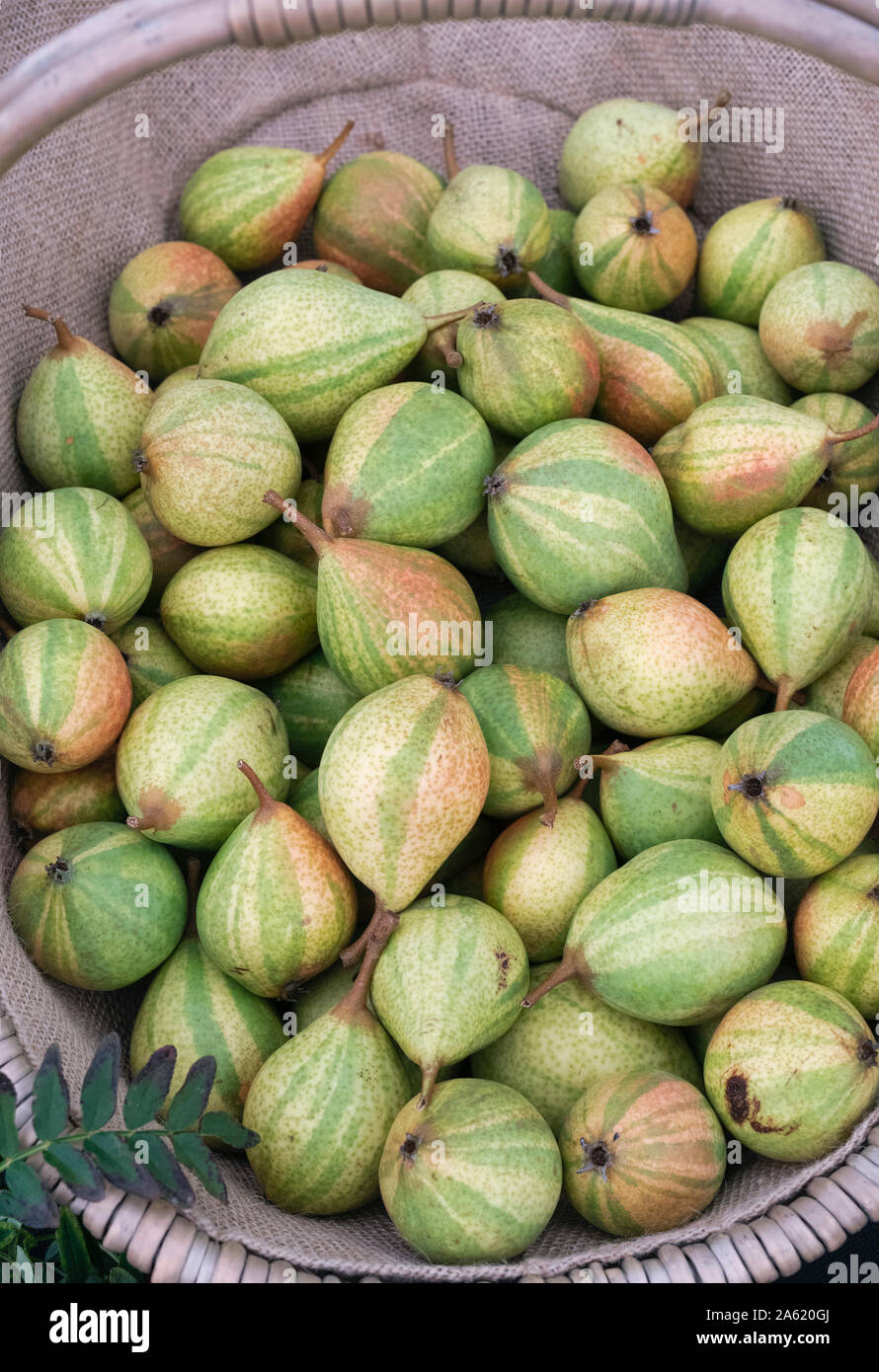Pear humbug hi-res stock photography and images - Alamy