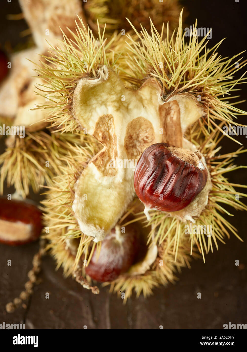 Nature close-up portrait of sweet chestnut showing form and structure ...
