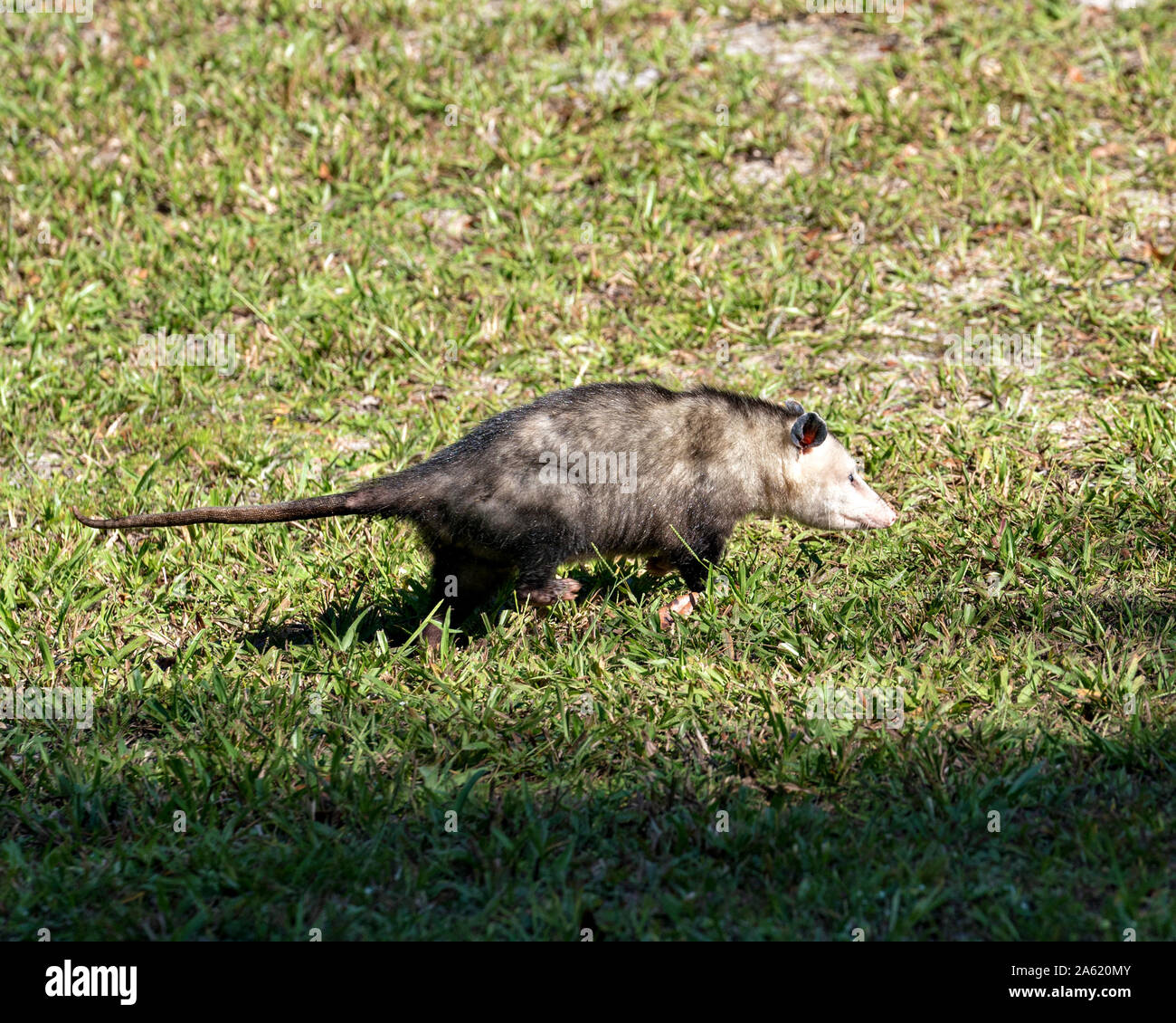 Opossum close up hi-res stock photography and images - Alamy
