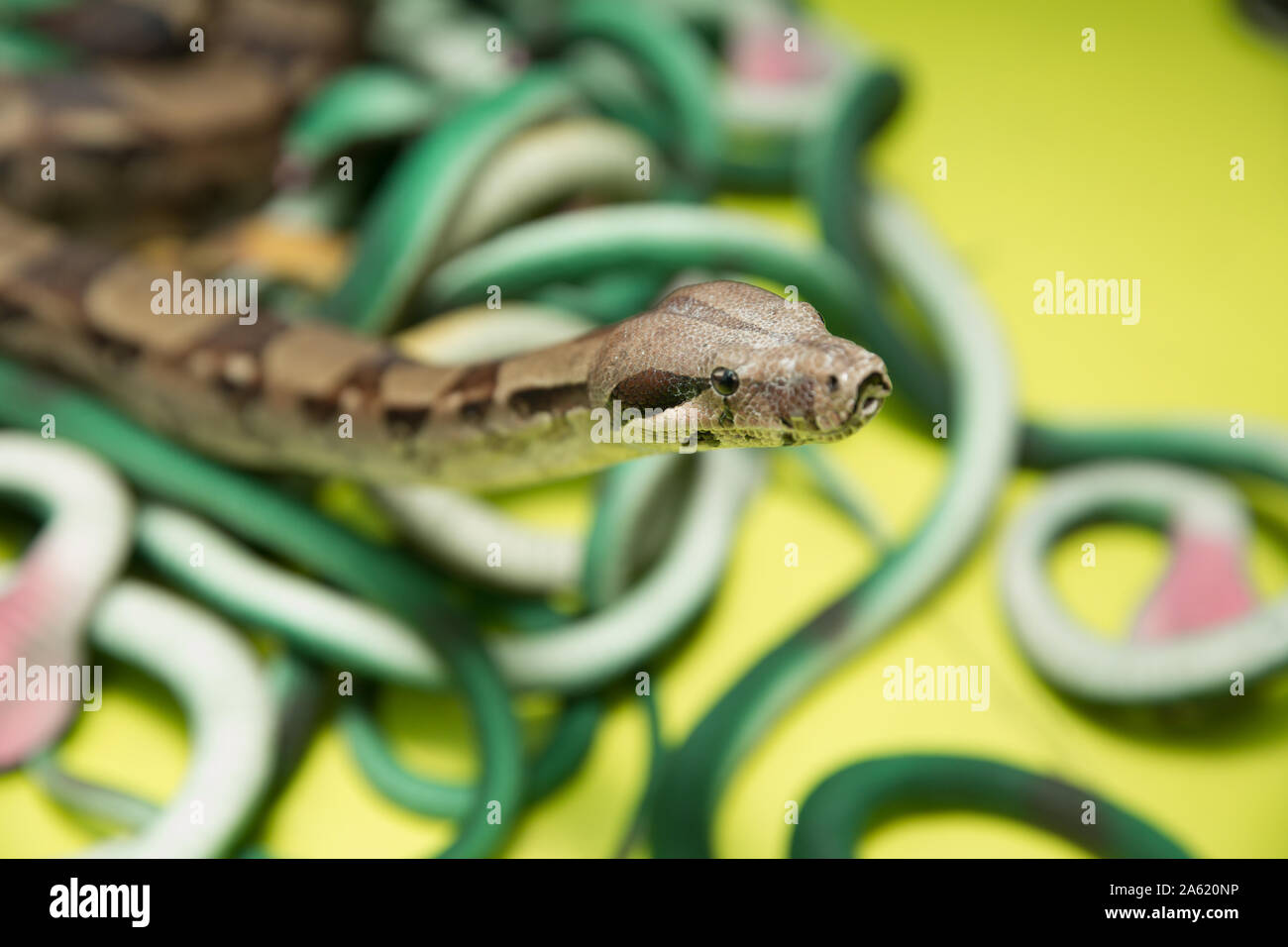 Green feather snakes. A snake with a gray spit . artificial and real ...