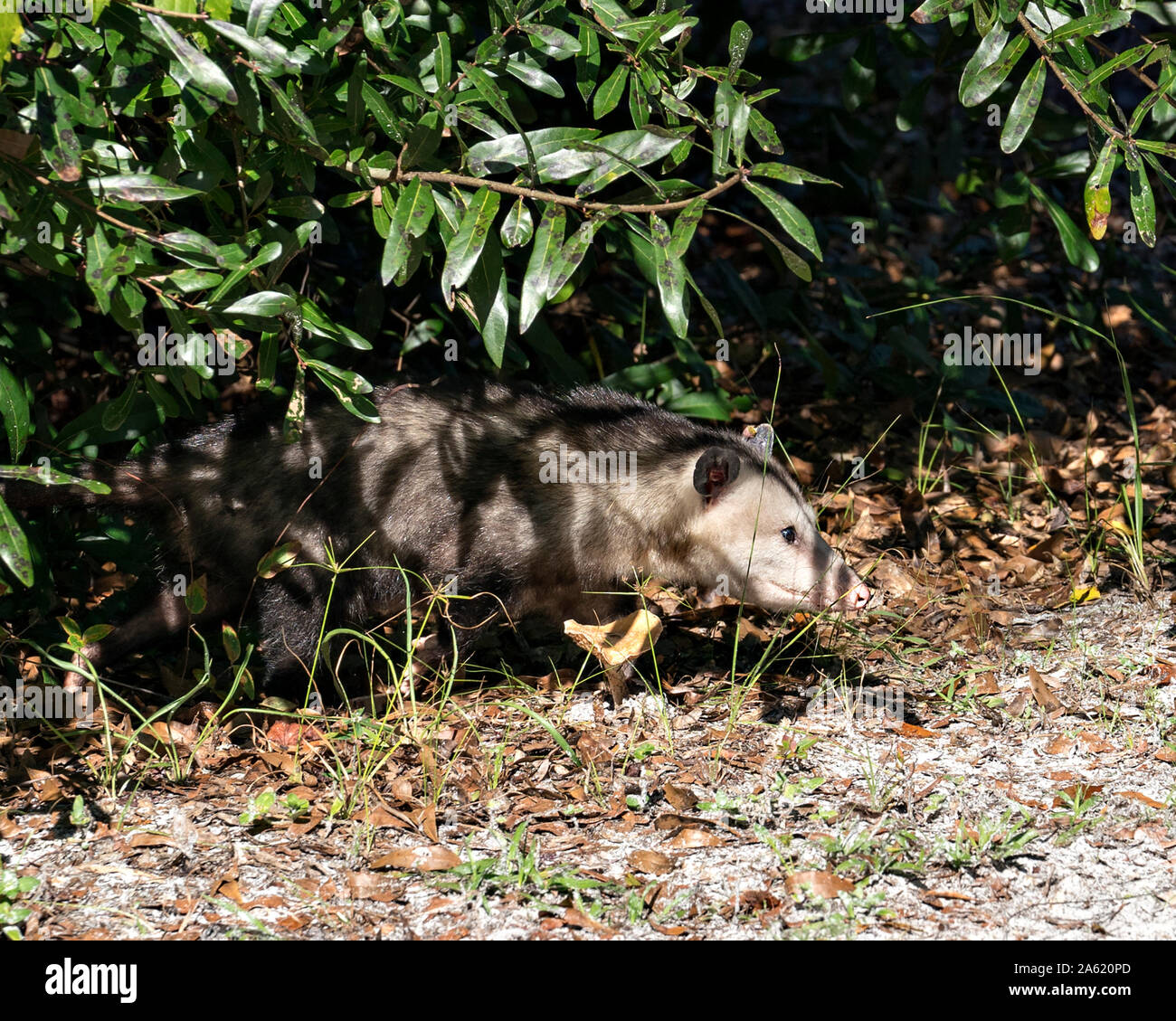 Long body and tail hi-res stock photography and images - Alamy