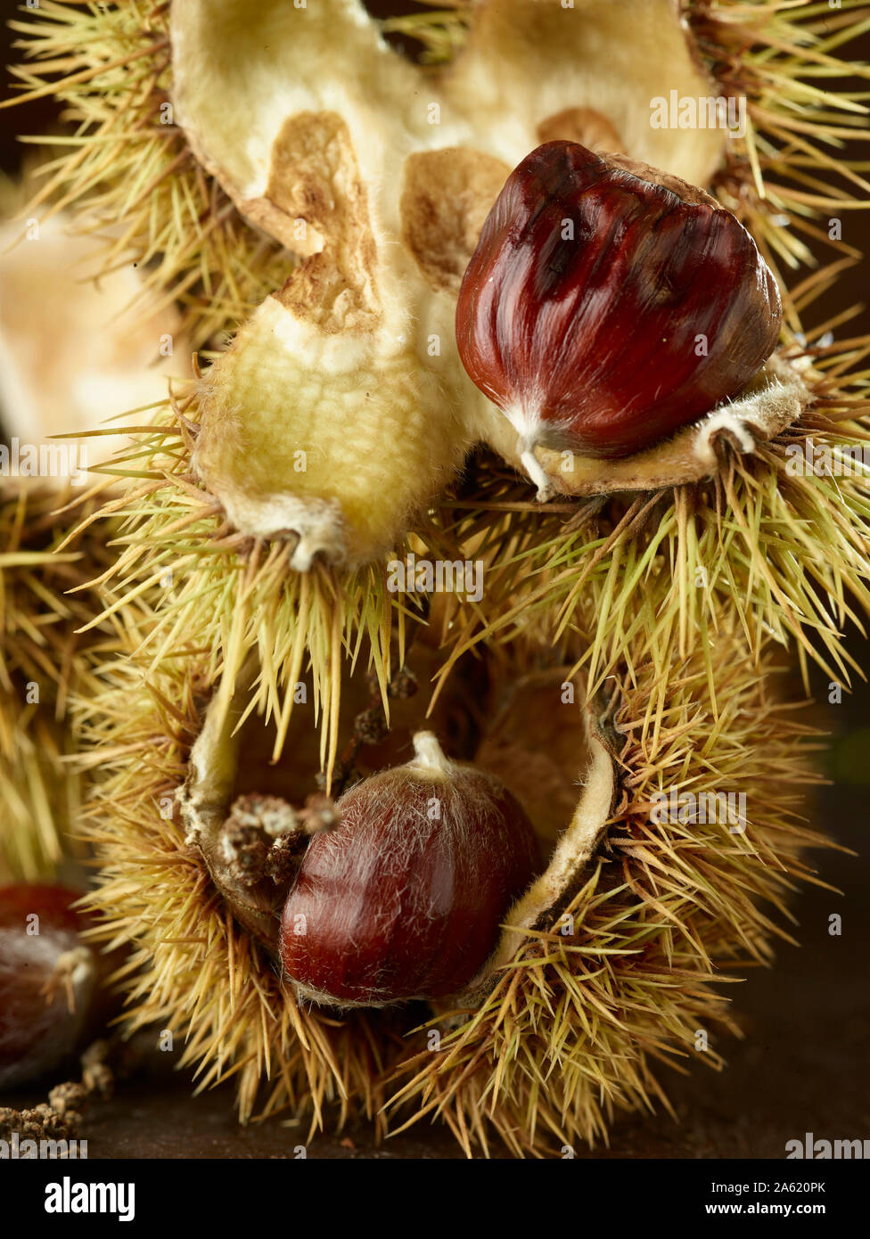 Nature close-up portrait of sweet chestnut showing form and structure ...