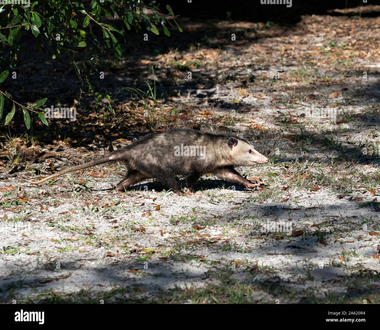 Opossum close up hi-res stock photography and images - Alamy