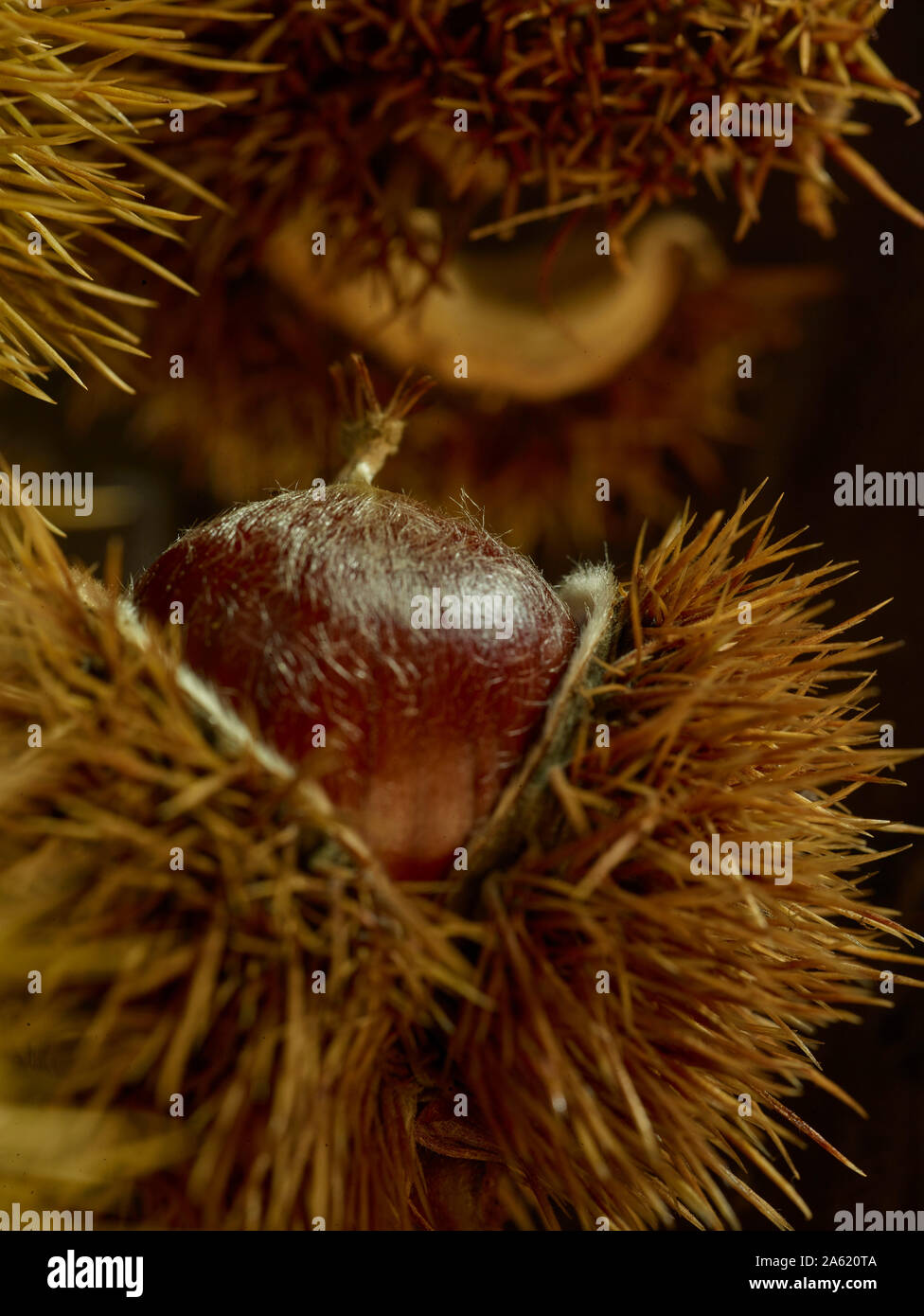 Nature close-up portrait of sweet chestnut showing form and structure ...