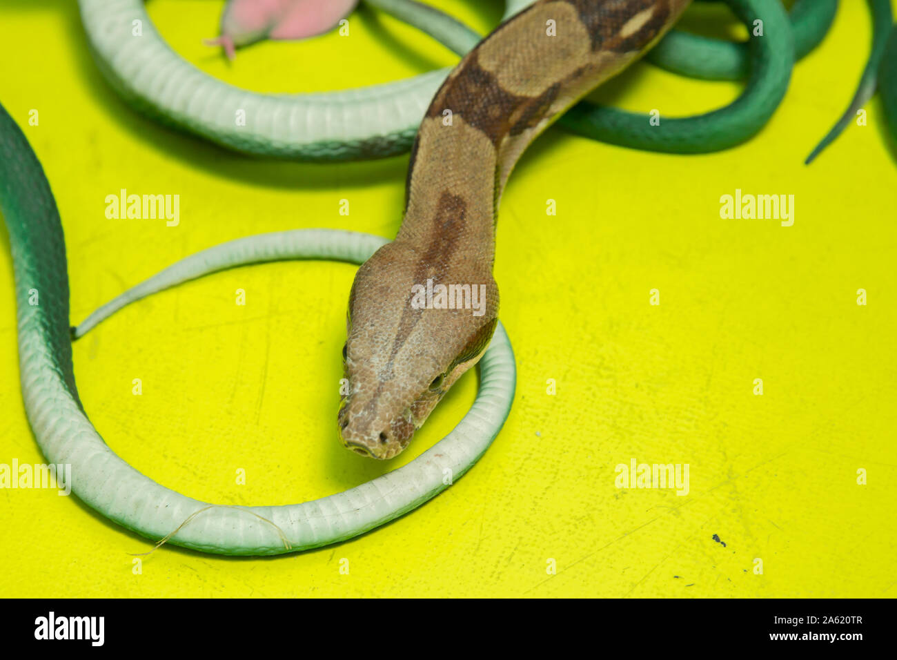 Green feather snakes. A snake with a gray spit . artificial and real ...