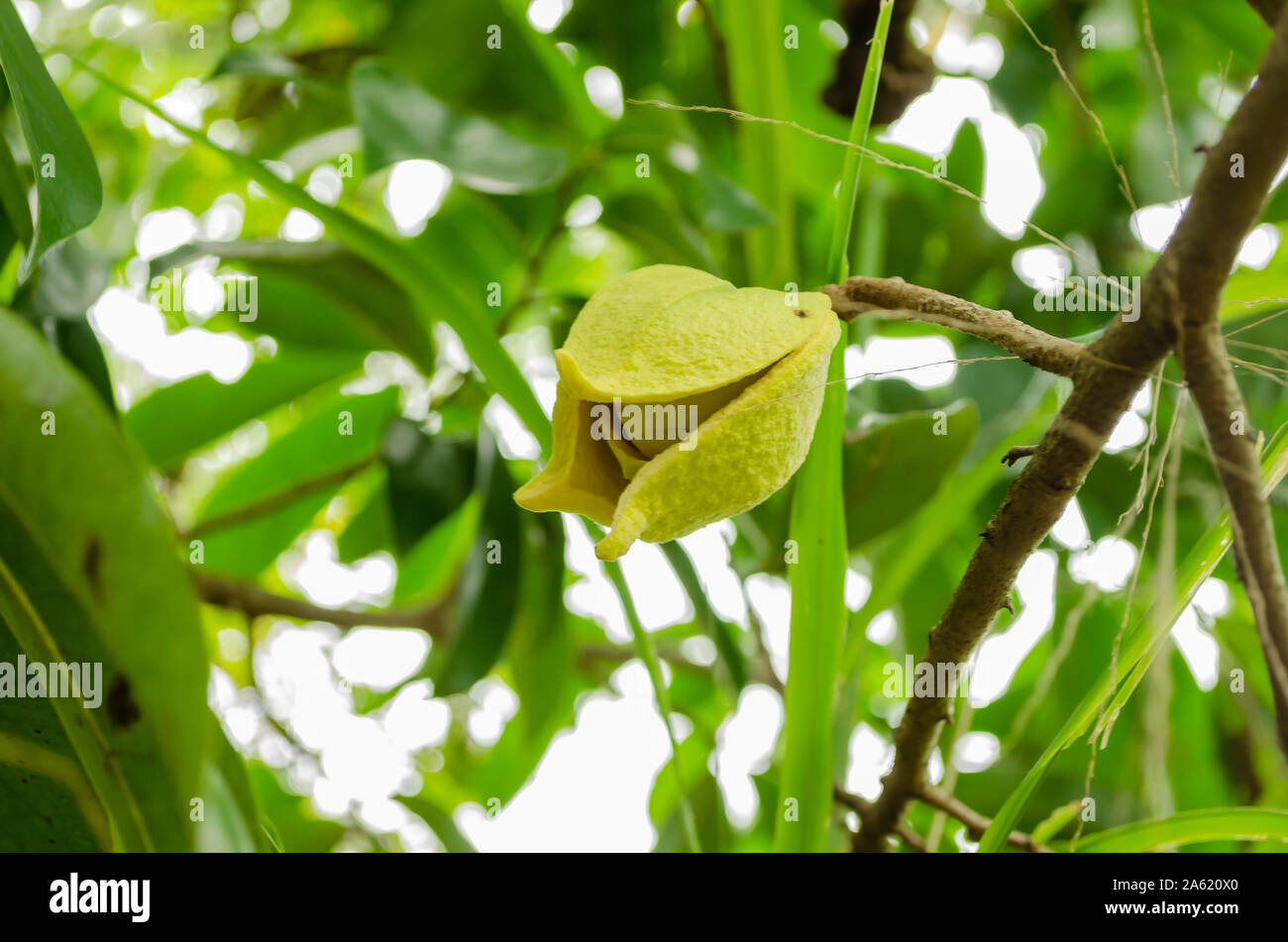 Graviola blossom hi-res stock photography and images - Alamy