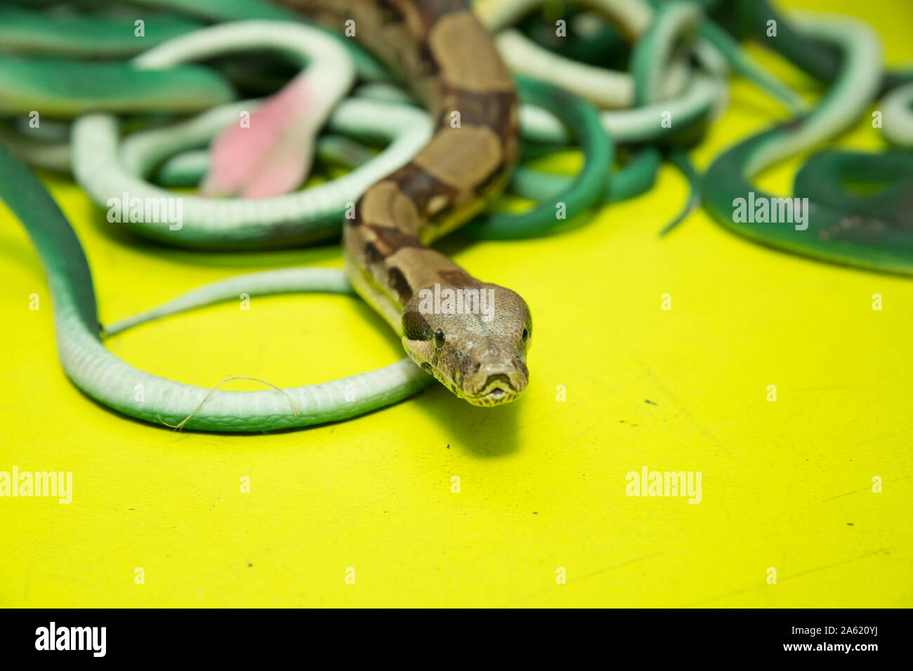 Green feather snakes. A snake with a gray spit . artificial and real ...