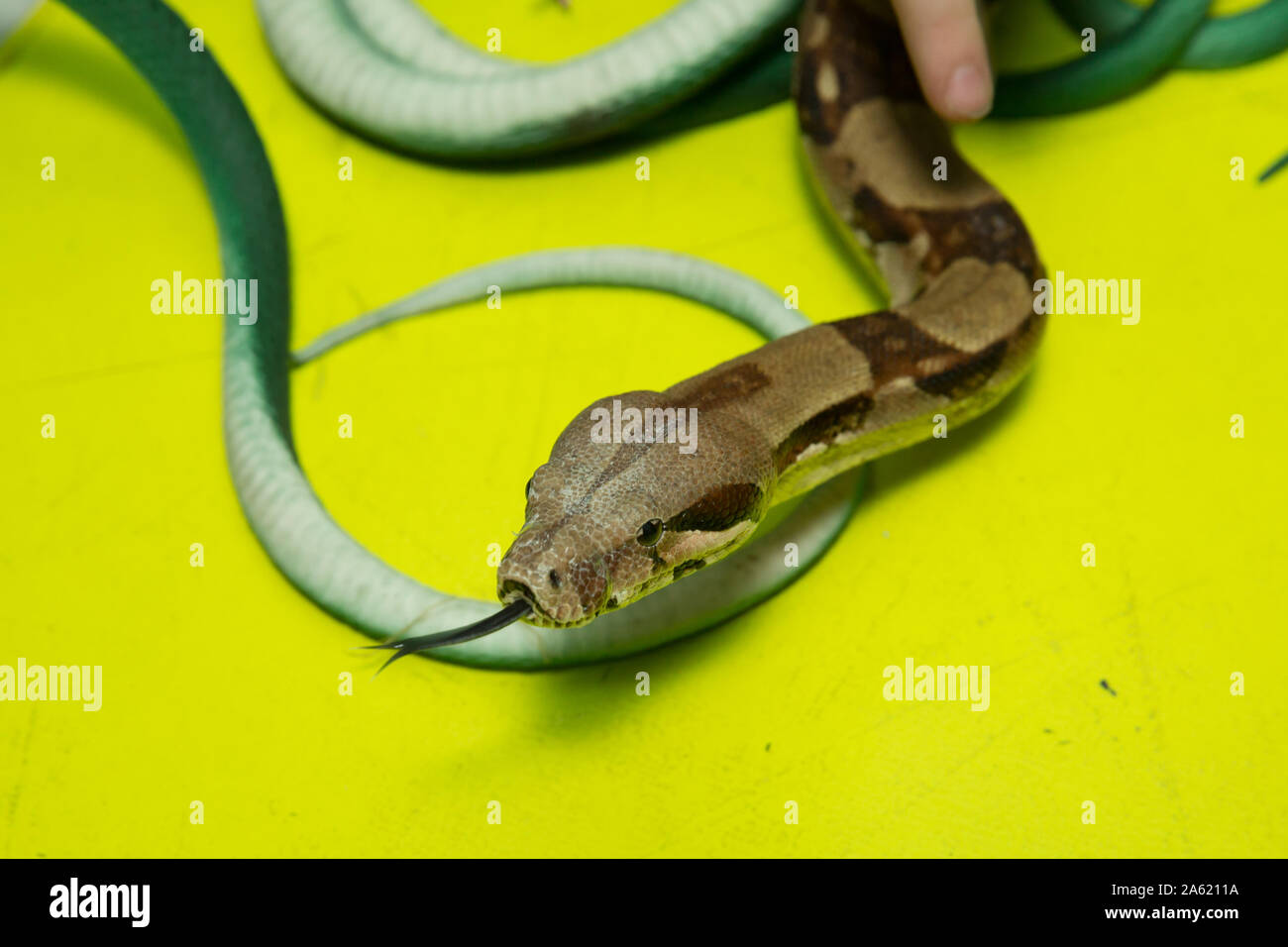 Green feather snakes. A snake with a gray spit . artificial and real ...