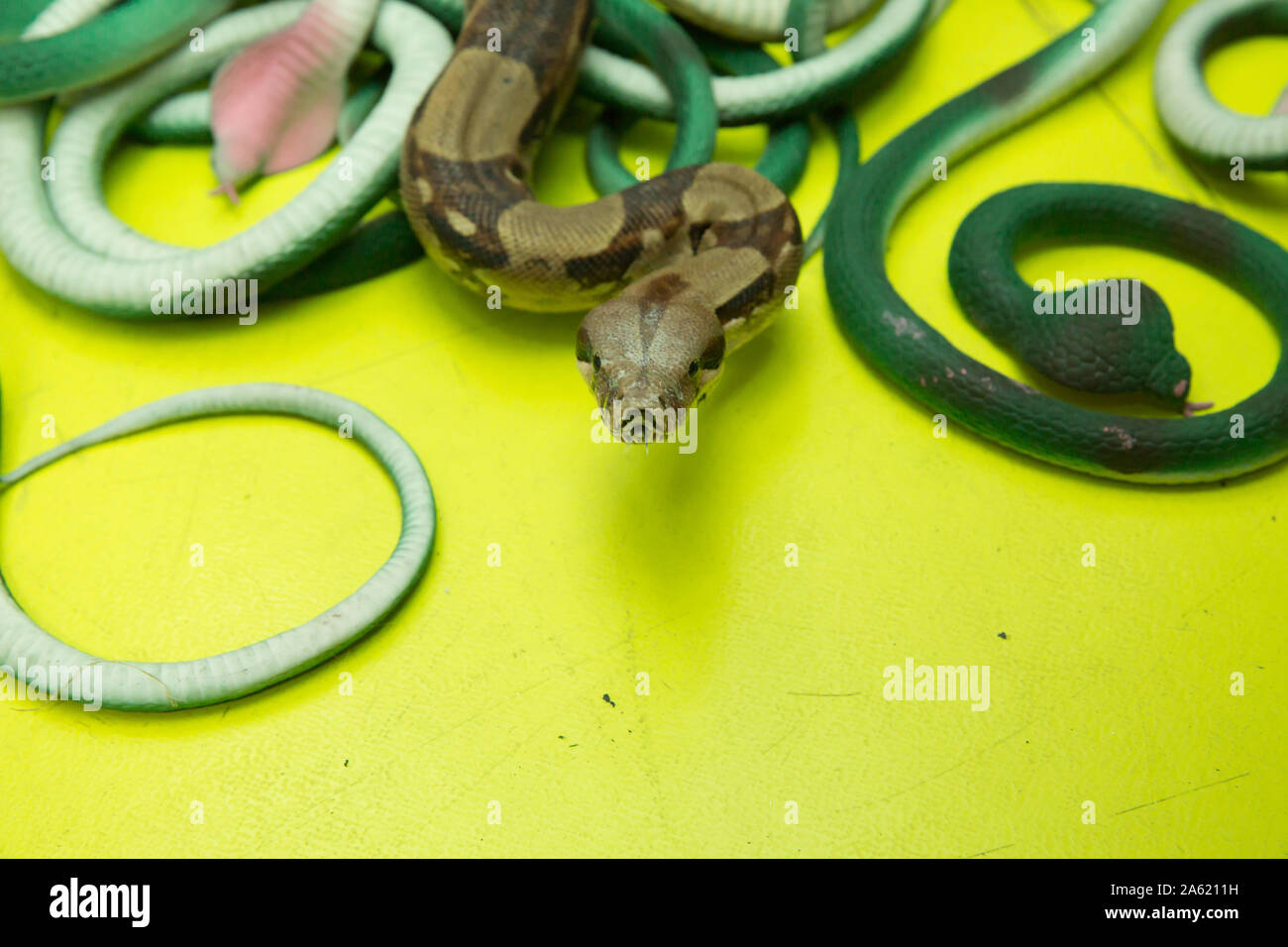 Green feather snakes. A snake with a gray spit . artificial and real ...