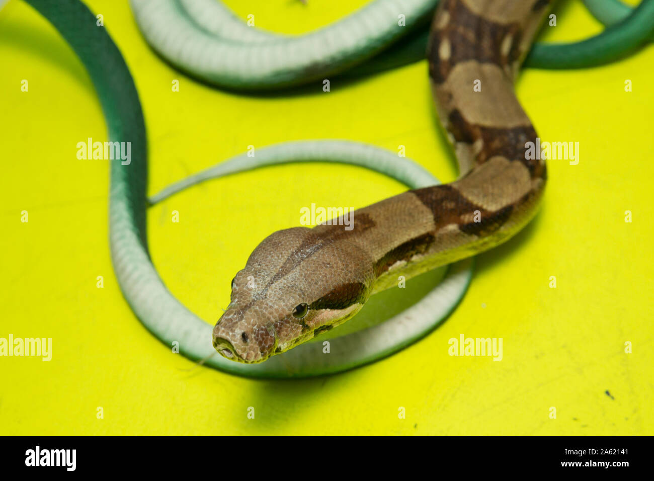 Green feather snakes. A snake with a gray spit . artificial and real ...