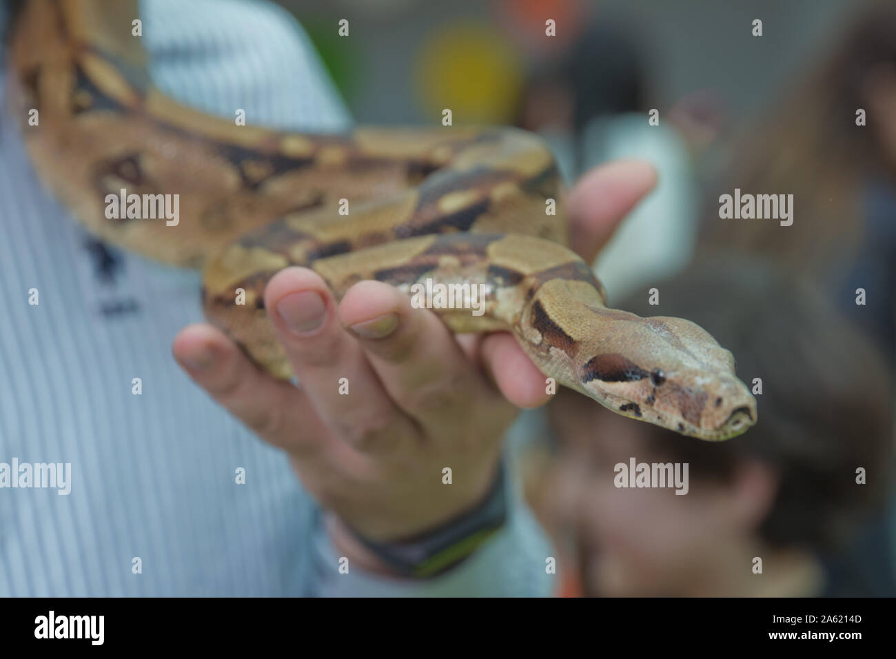 Man holds snake boa in his hands. Dangerous profession . Great Basin ...