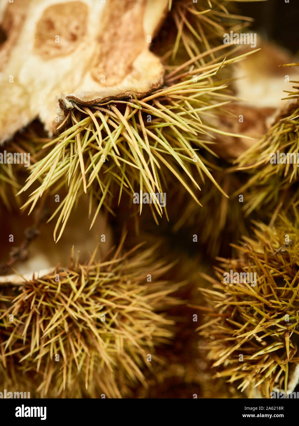 Nature close-up portrait of sweet chestnut showing form and structure ...