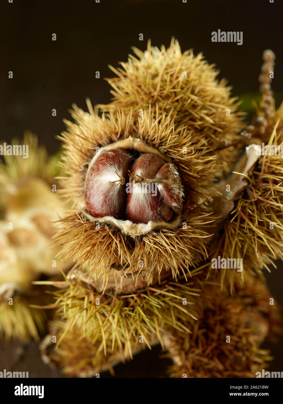 Nature close-up portrait of sweet chestnut showing form and structure ...