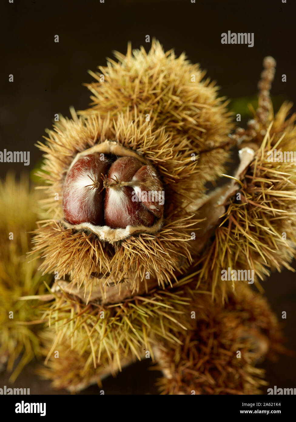Nature close-up portrait of sweet chestnut showing form and structure ...