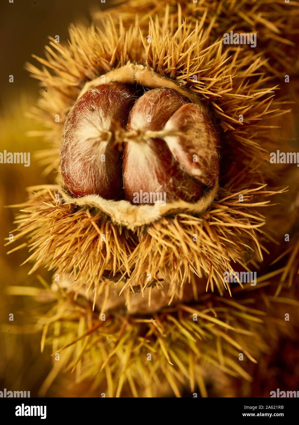 Nature close-up portrait of sweet chestnut showing form and structure ...