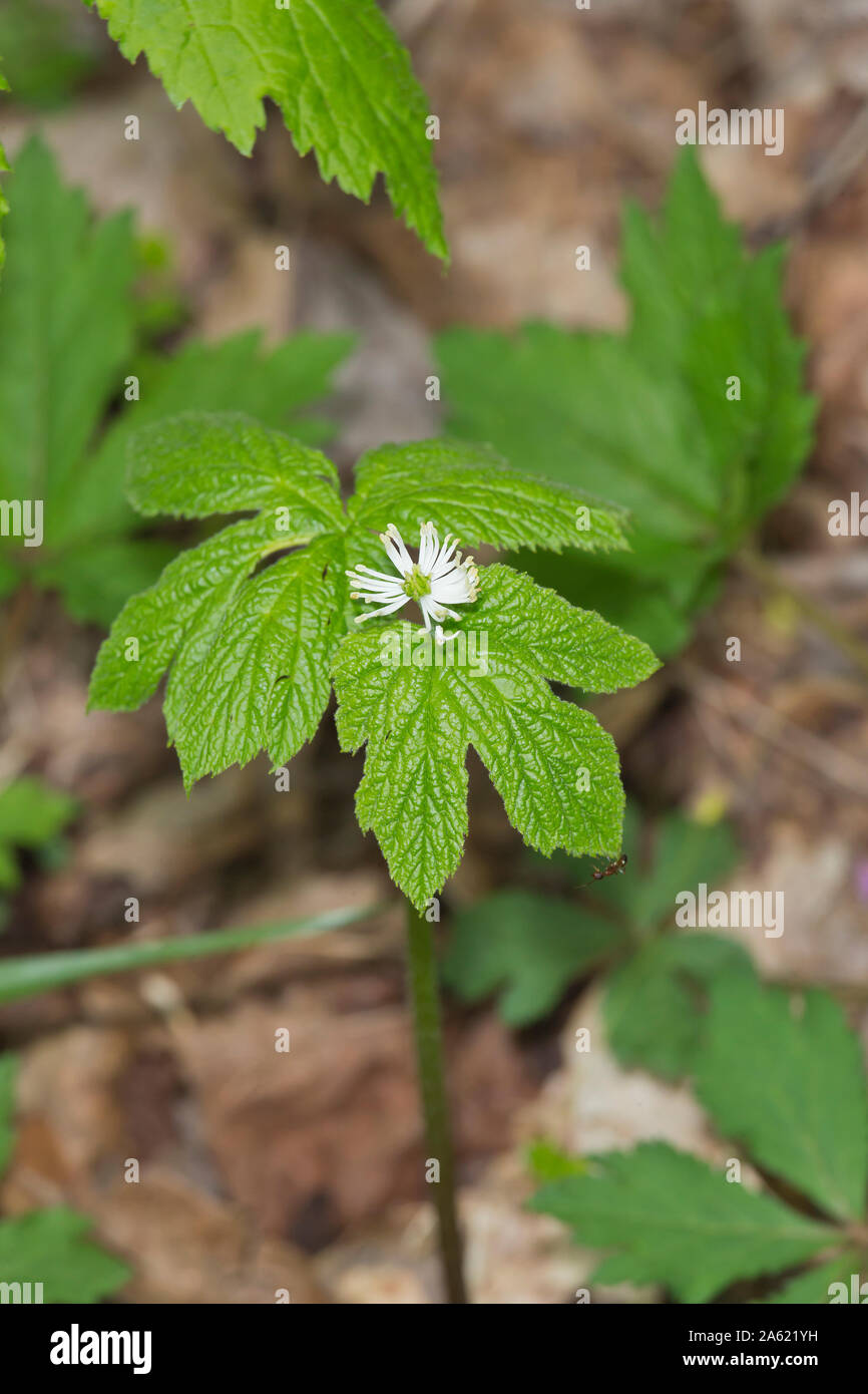 Goldenseal Plant High Resolution Stock Photography and Images - Alamy