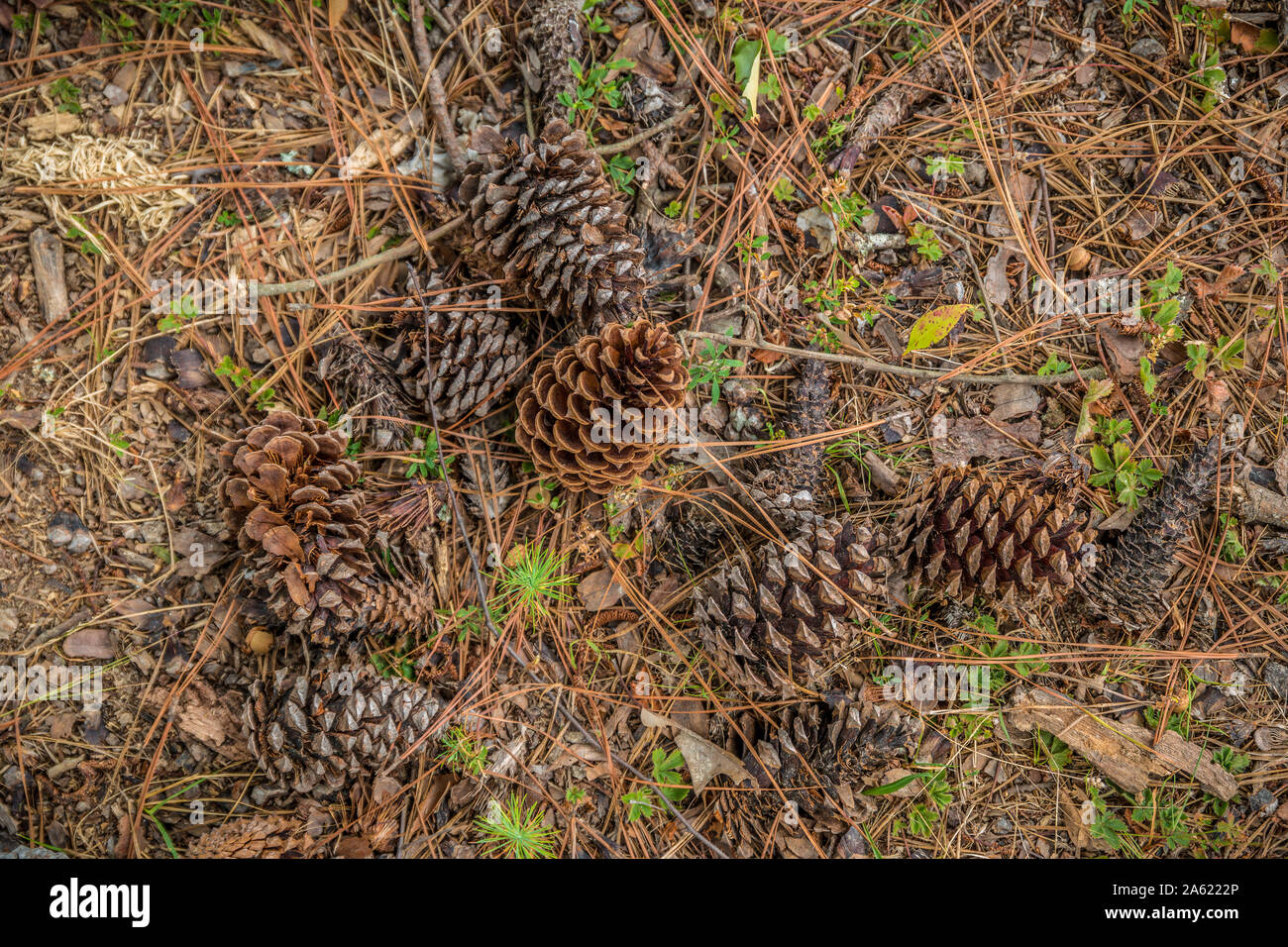 Twigs lying on the ground hi-res stock photography and images - Alamy